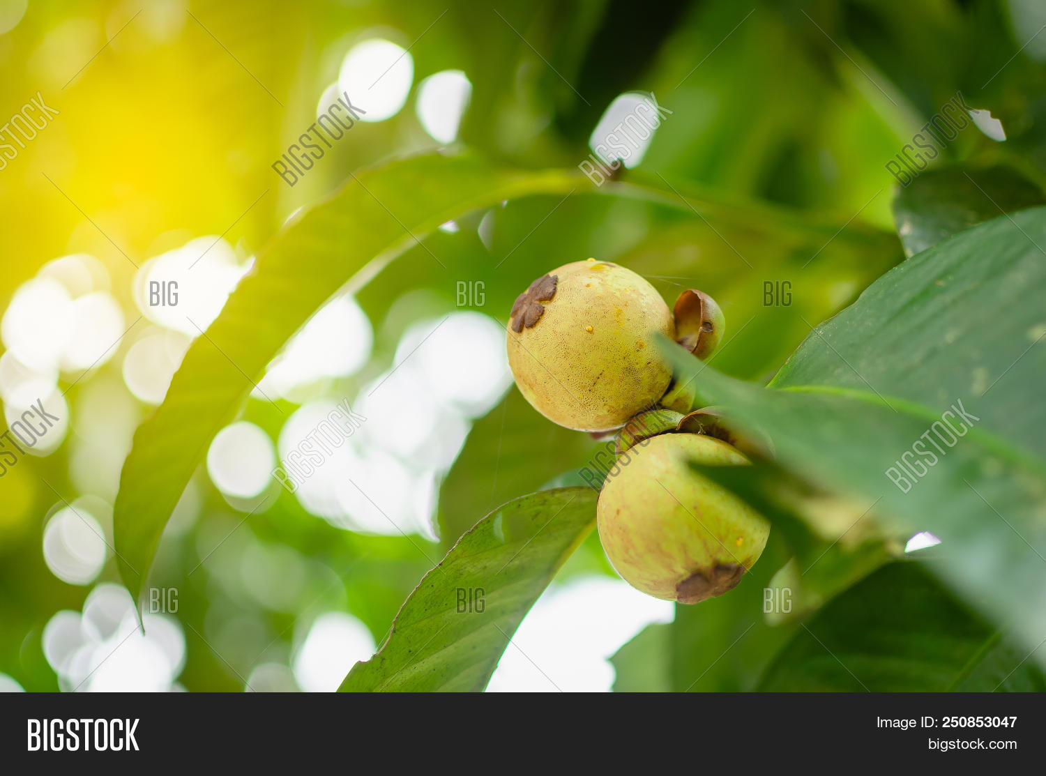 Mangosteen Fruit On Image & Photo (Free Trial) | Bigstock