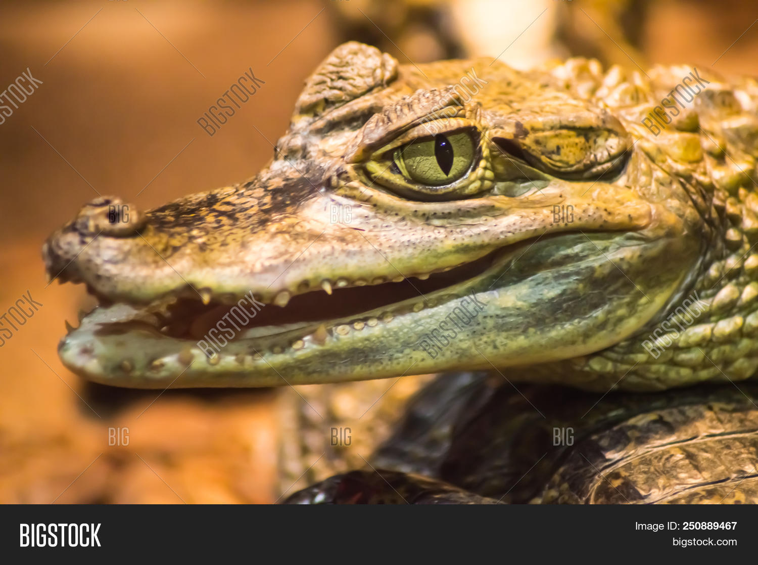 Close On Head Caiman Image & Photo (Free Trial) | Bigstock
