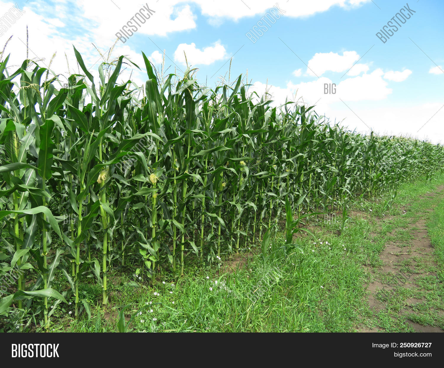 Corn Field Blue Cloudy Image & Photo (Free Trial) | Bigstock