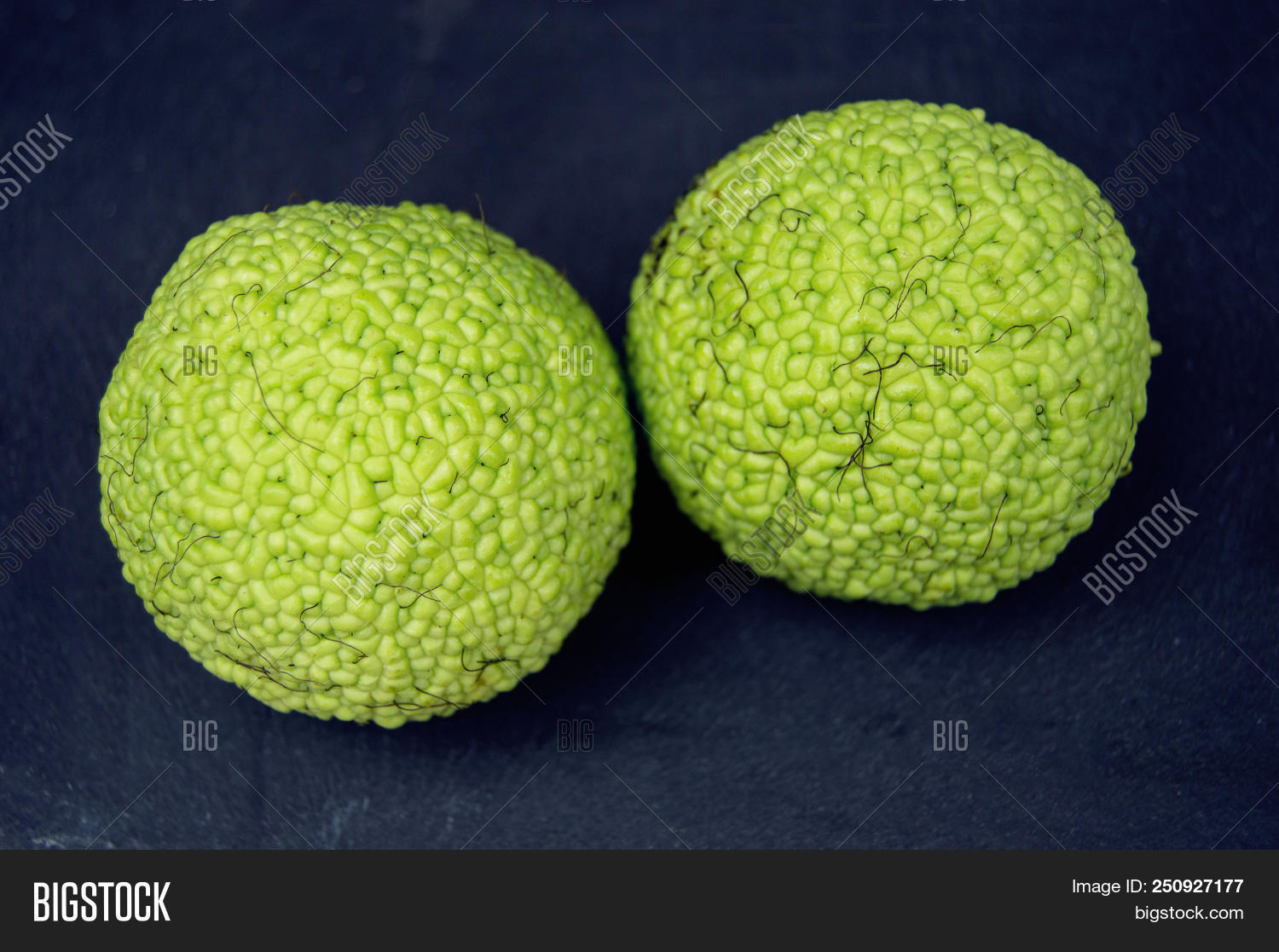 Several Fruits Maclura Image & Photo (Free Trial) | Bigstock