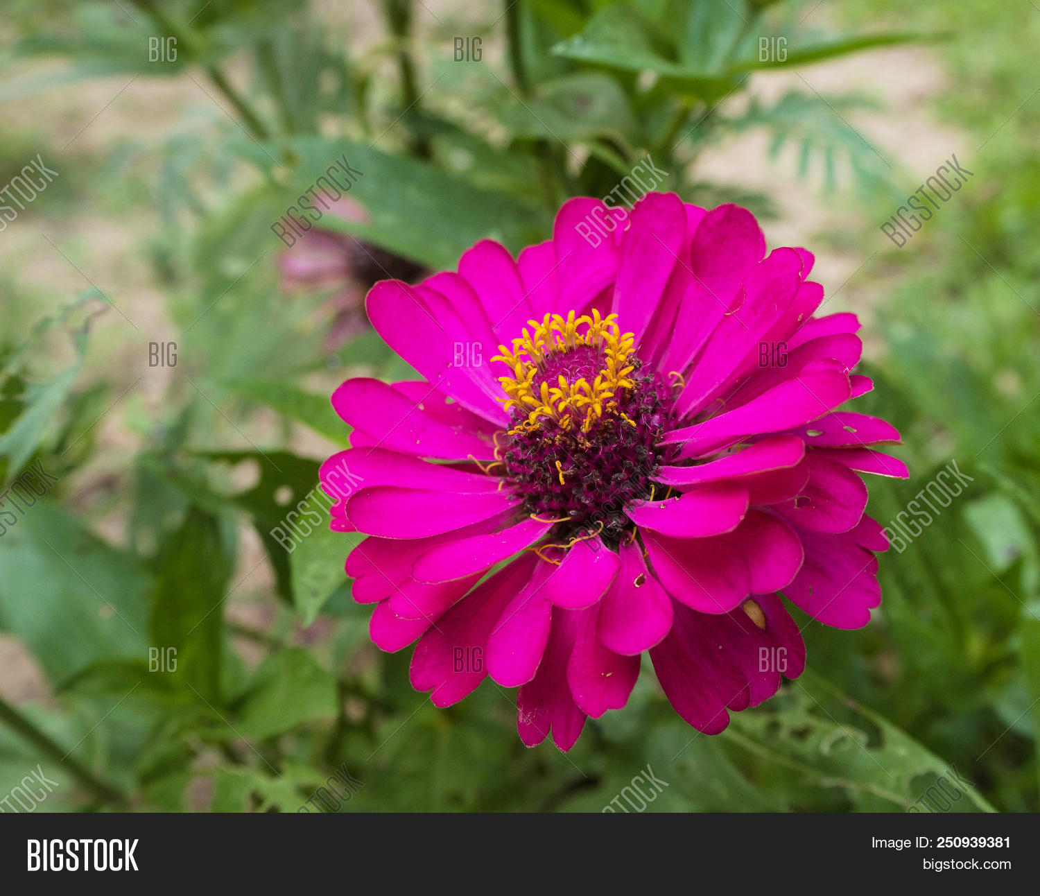 Closeup Pink Zinnie Image & Photo (Free Trial) | Bigstock