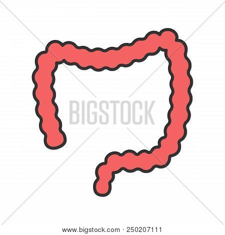 Large Intestine Color Vector & Photo (Free Trial) | Bigstock