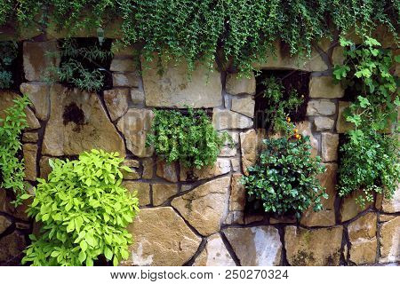 Stone Wall Plants Image & Photo (Free Trial) | Bigstock