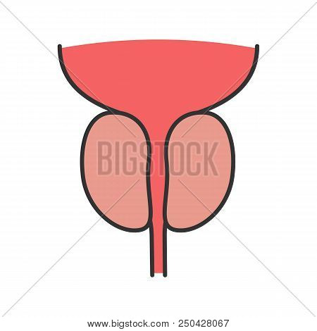 Prostate Gland Vector & Photo (Free Trial) | Bigstock