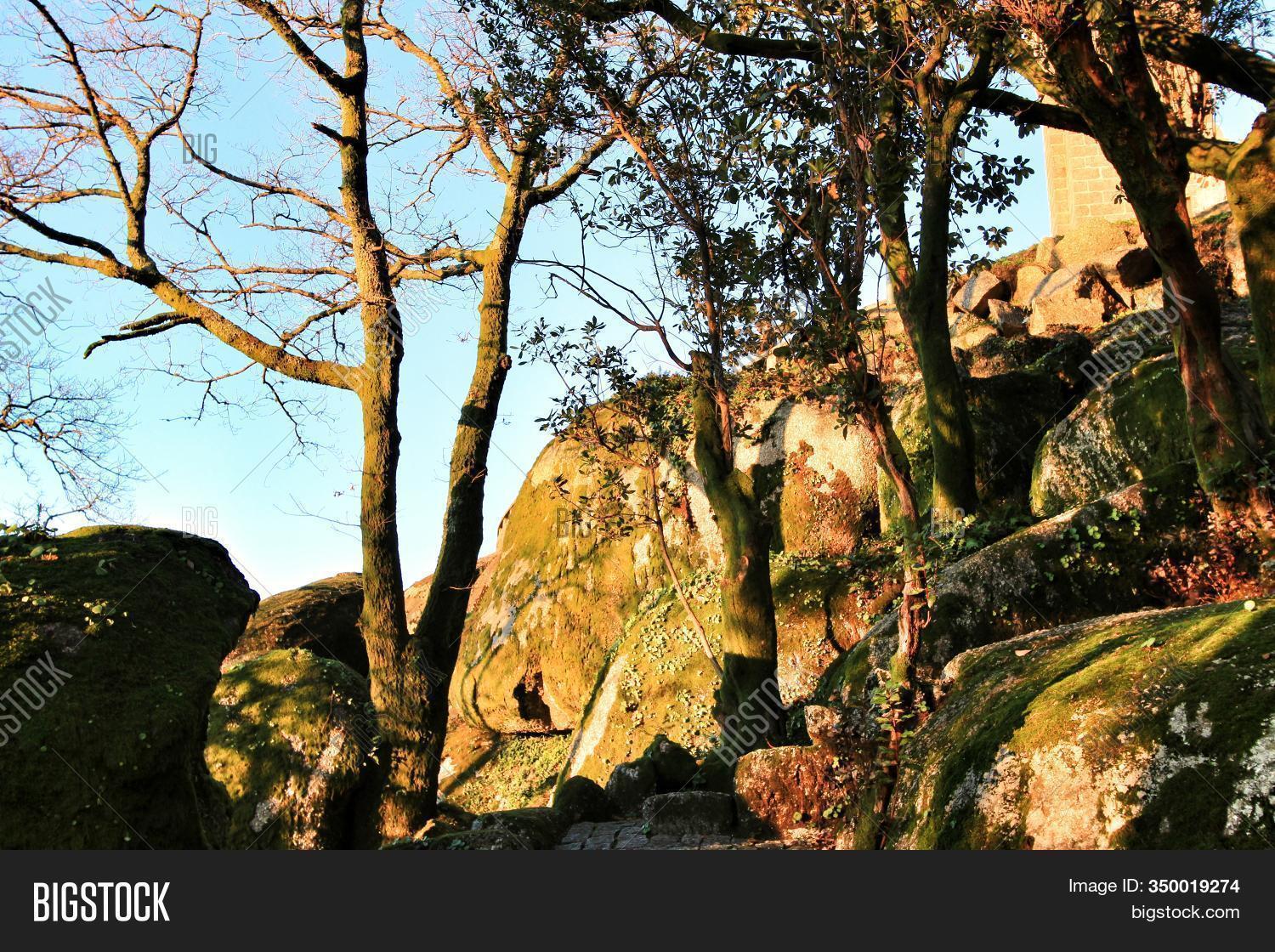 Beautiful Leafy Forest Image & Photo (Free Trial) | Bigstock