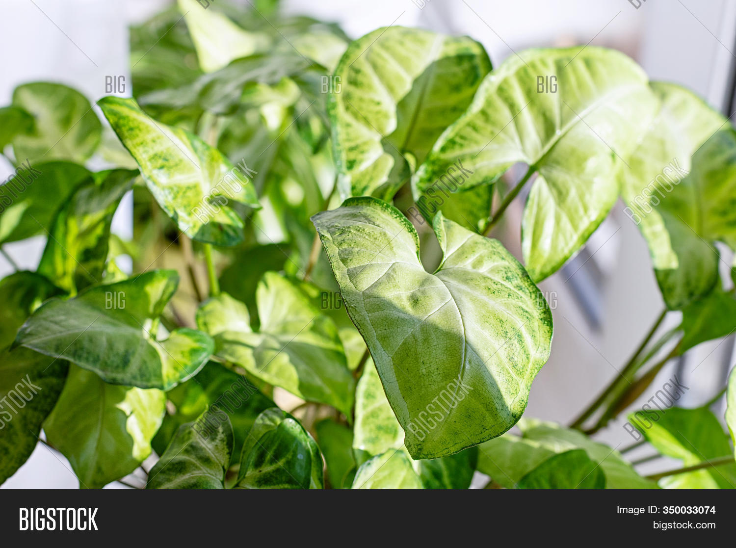 Green Leaves Syngonium Image & Photo (Free Trial) | Bigstock