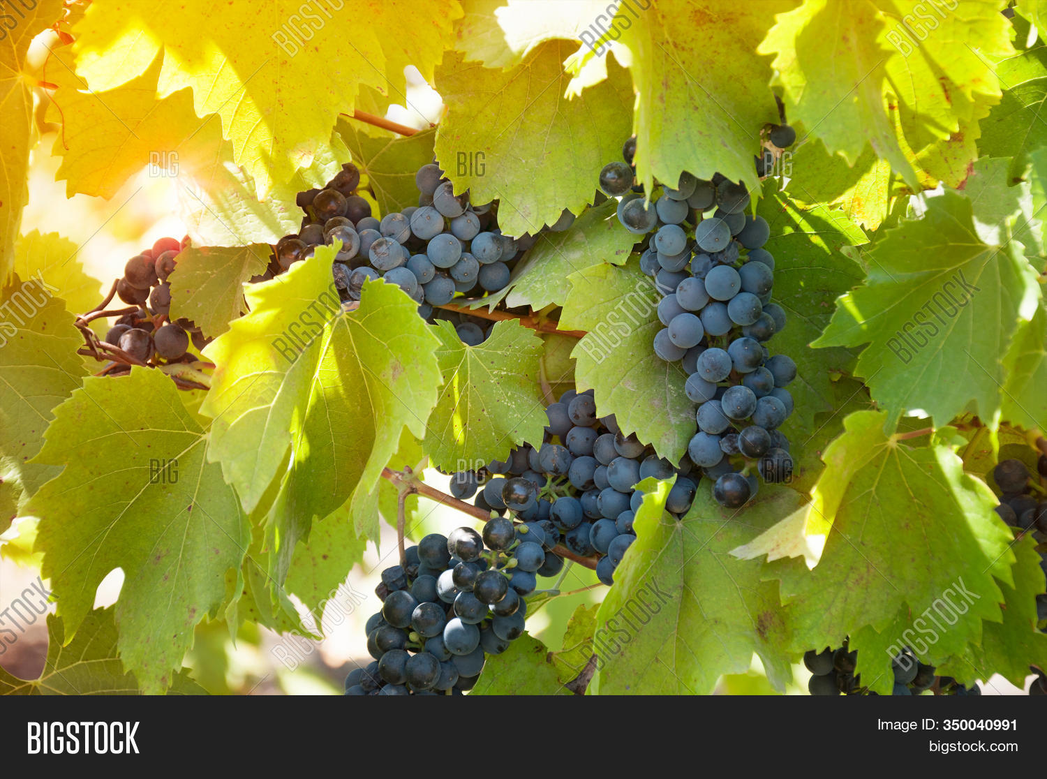 Grapevine Ripe Image & Photo (Free Trial) | Bigstock