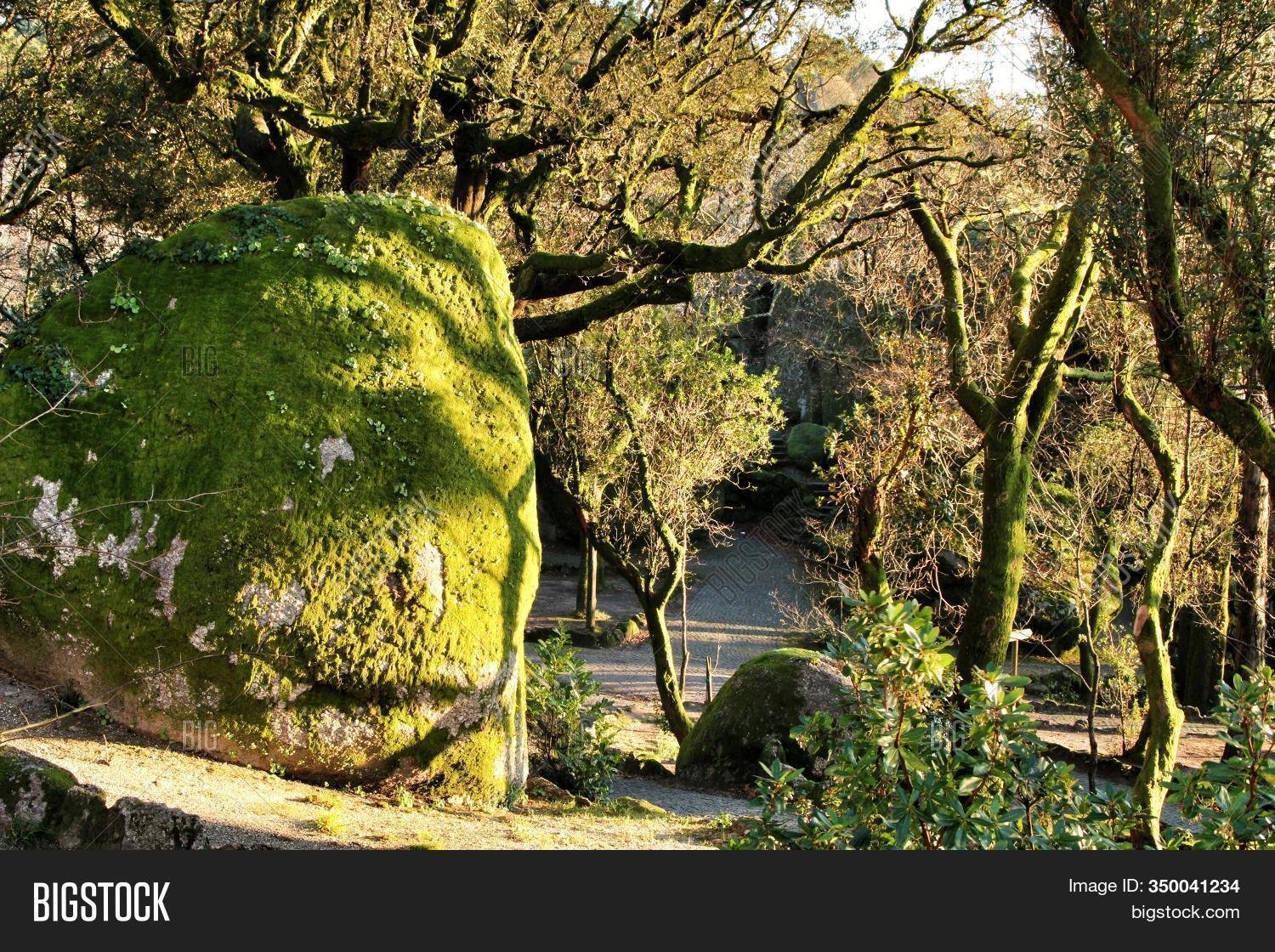 Beautiful Leafy Forest Image & Photo (Free Trial) | Bigstock