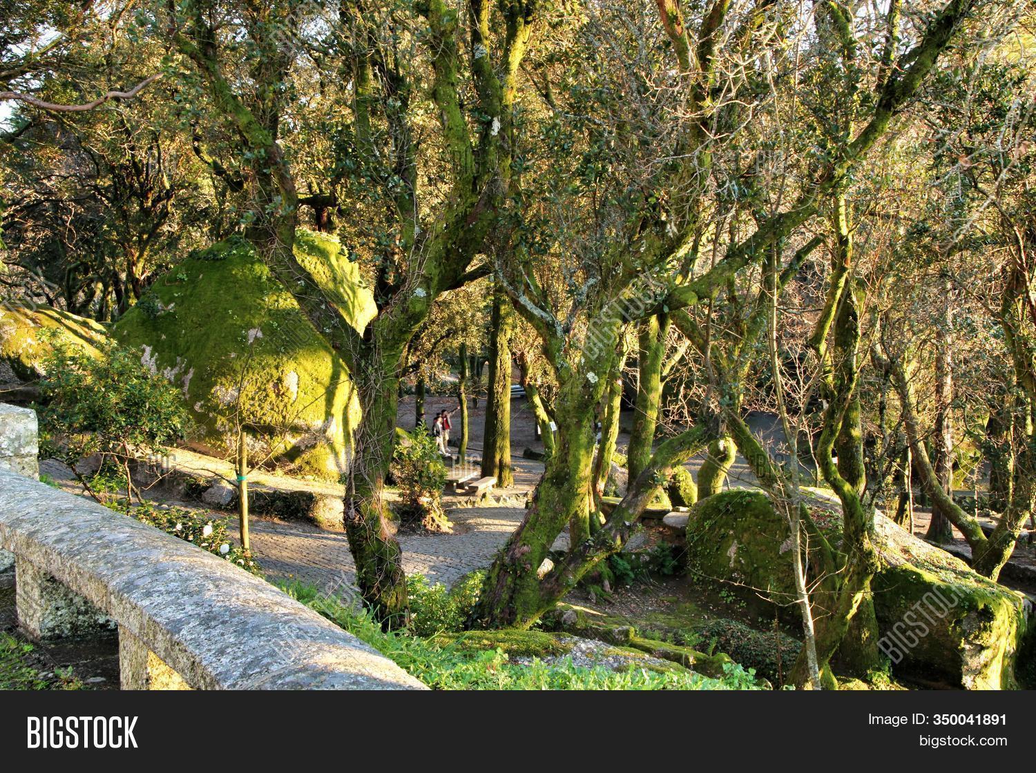Beautiful Leafy Forest Image & Photo (Free Trial) | Bigstock