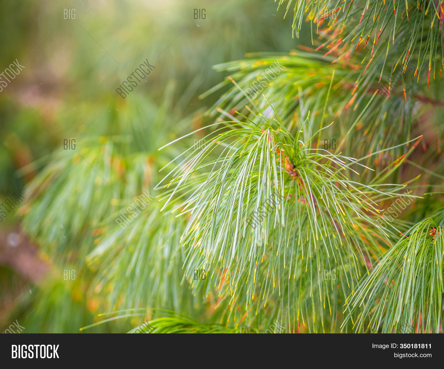 Cedar Branches Long Image & Photo (Free Trial) | Bigstock