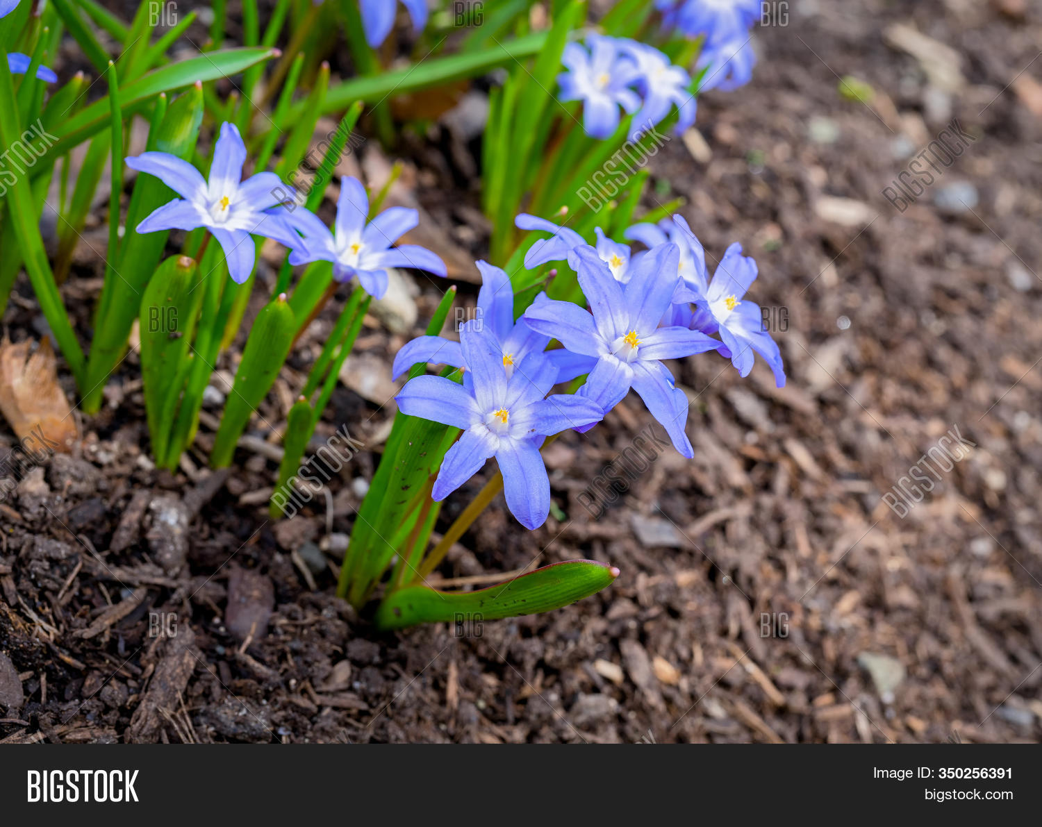 Spring Flower, Glory Image & Photo (Free Trial) | Bigstock
