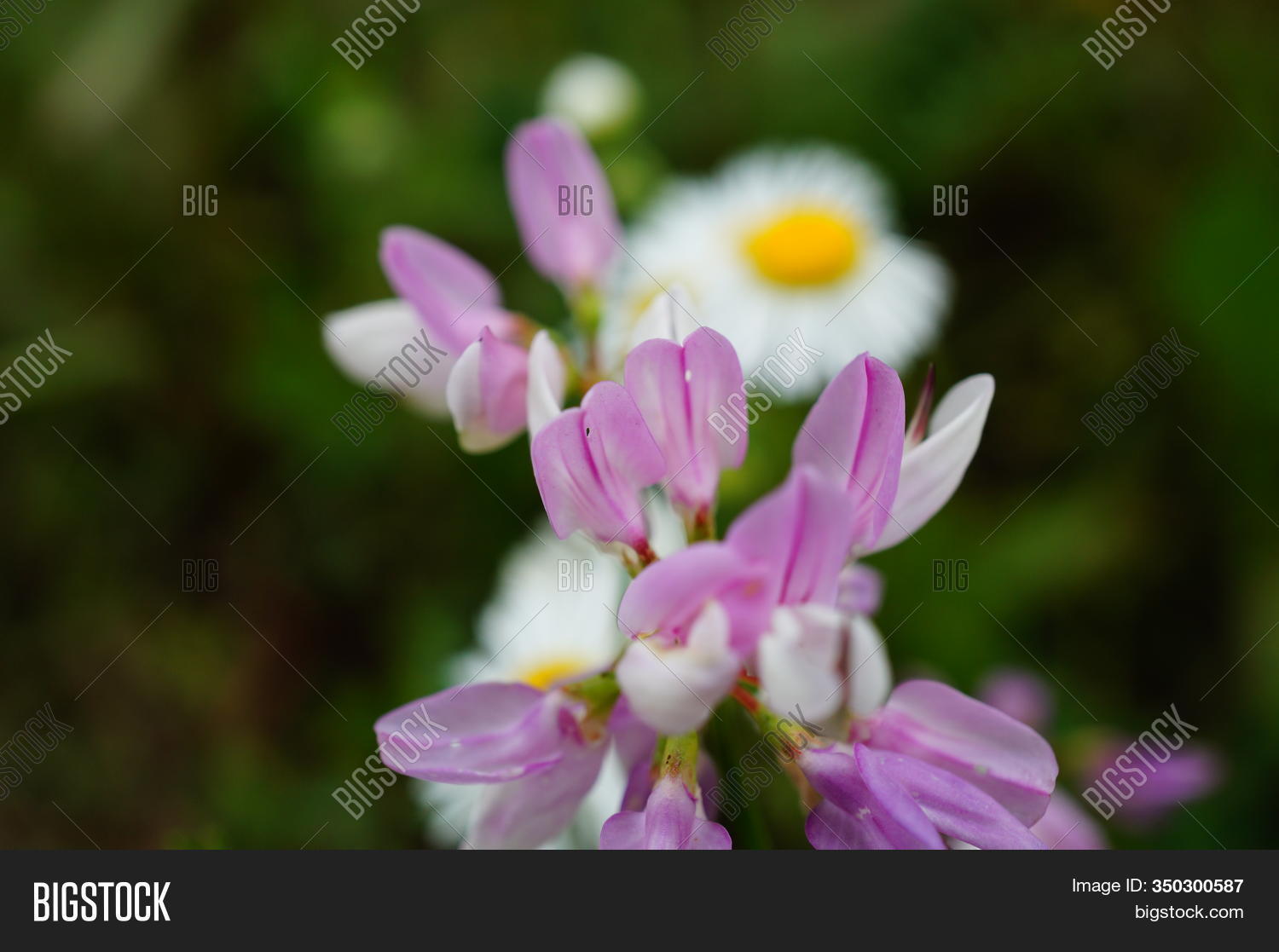 Photo Field Daisy. Image & Photo (Free Trial) | Bigstock