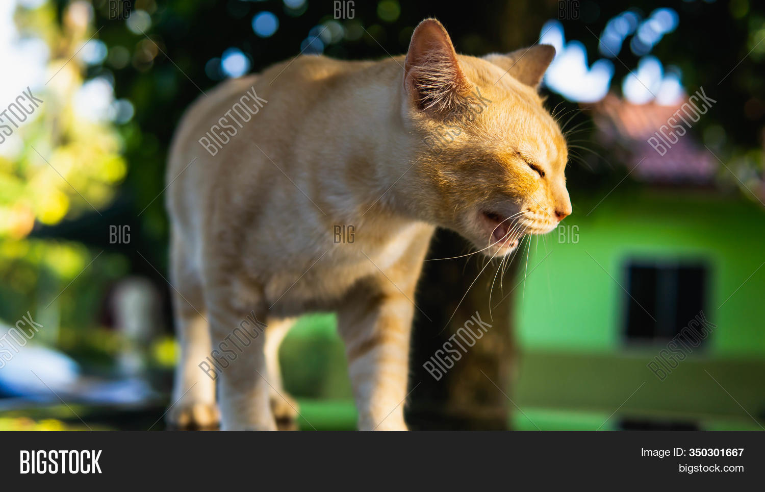 Ginger Stripes Stray Image & Photo (Free Trial) | Bigstock
