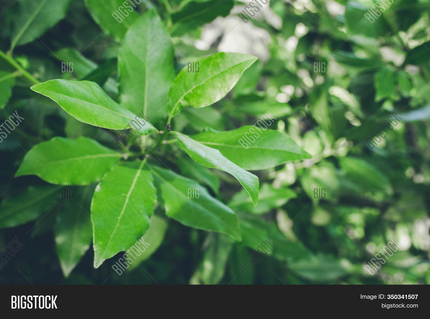 Fresh Bay Leaf Grow Image & Photo (Free Trial) | Bigstock