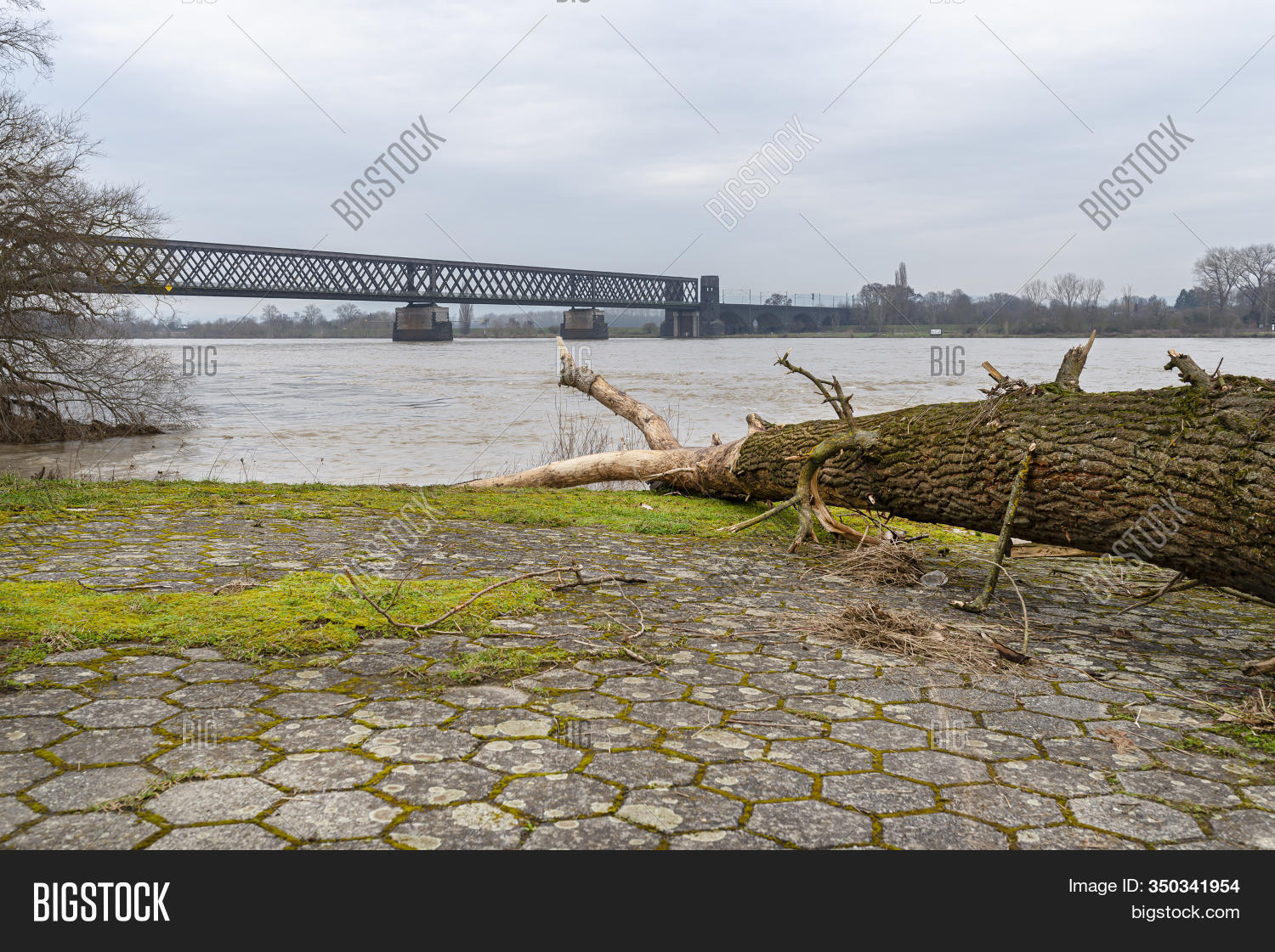 Huge Tree Branch Image & Photo (Free Trial) | Bigstock