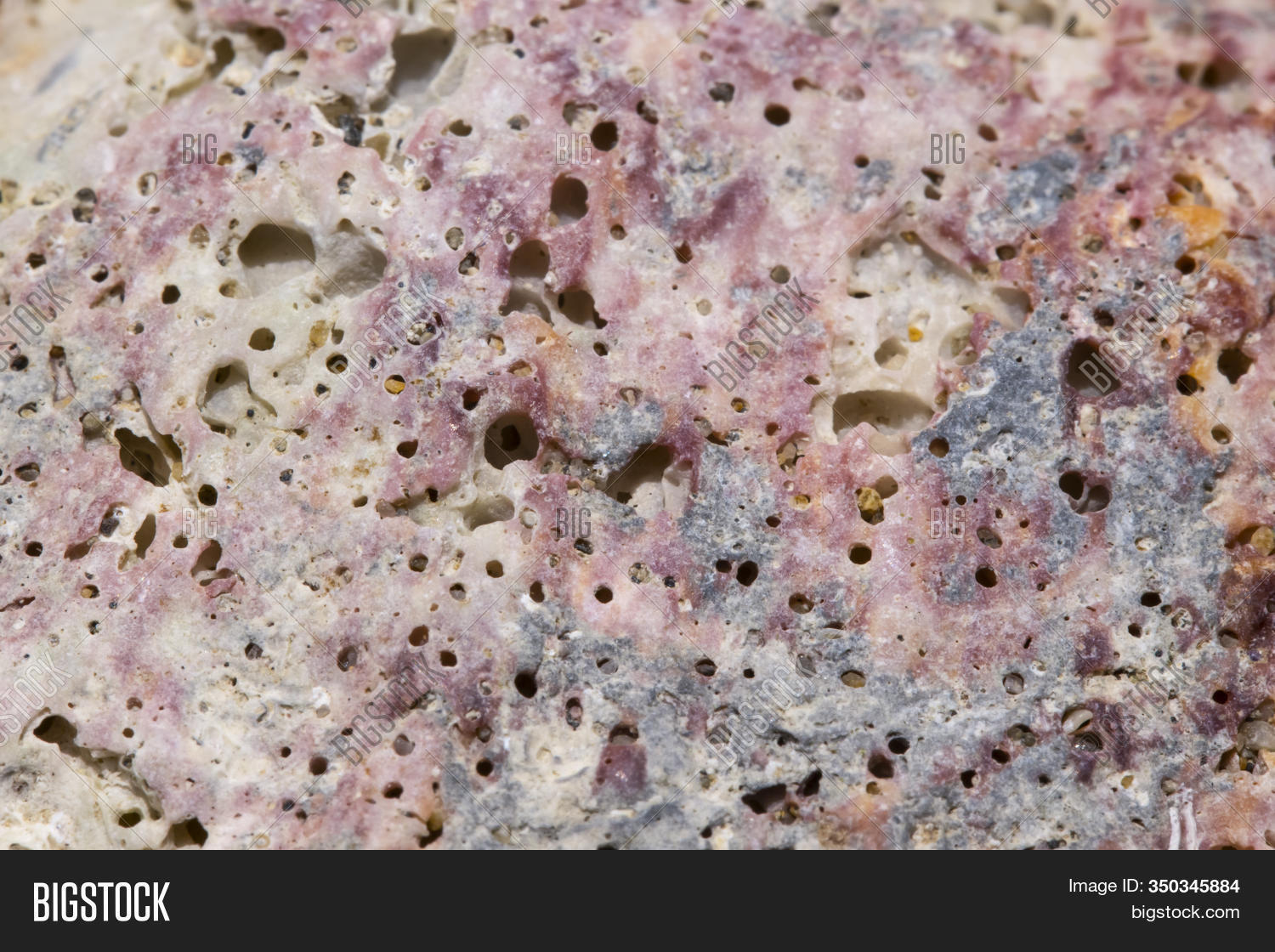 Porous Seashell. Shape Image & Photo (Free Trial) | Bigstock