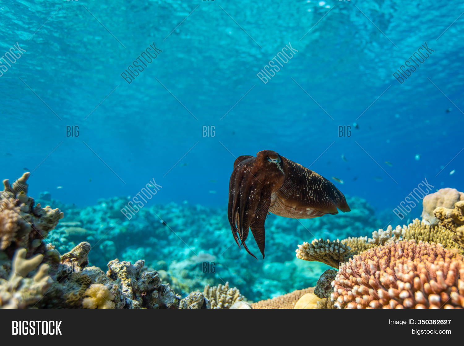 Cuttlefish On Colorful Image & Photo (Free Trial) | Bigstock