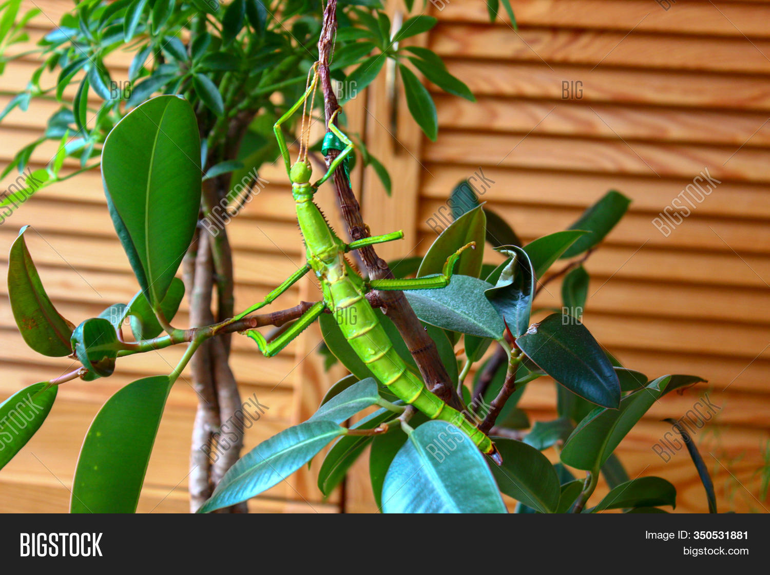 Wild Insect Creeping Image & Photo (Free Trial) | Bigstock