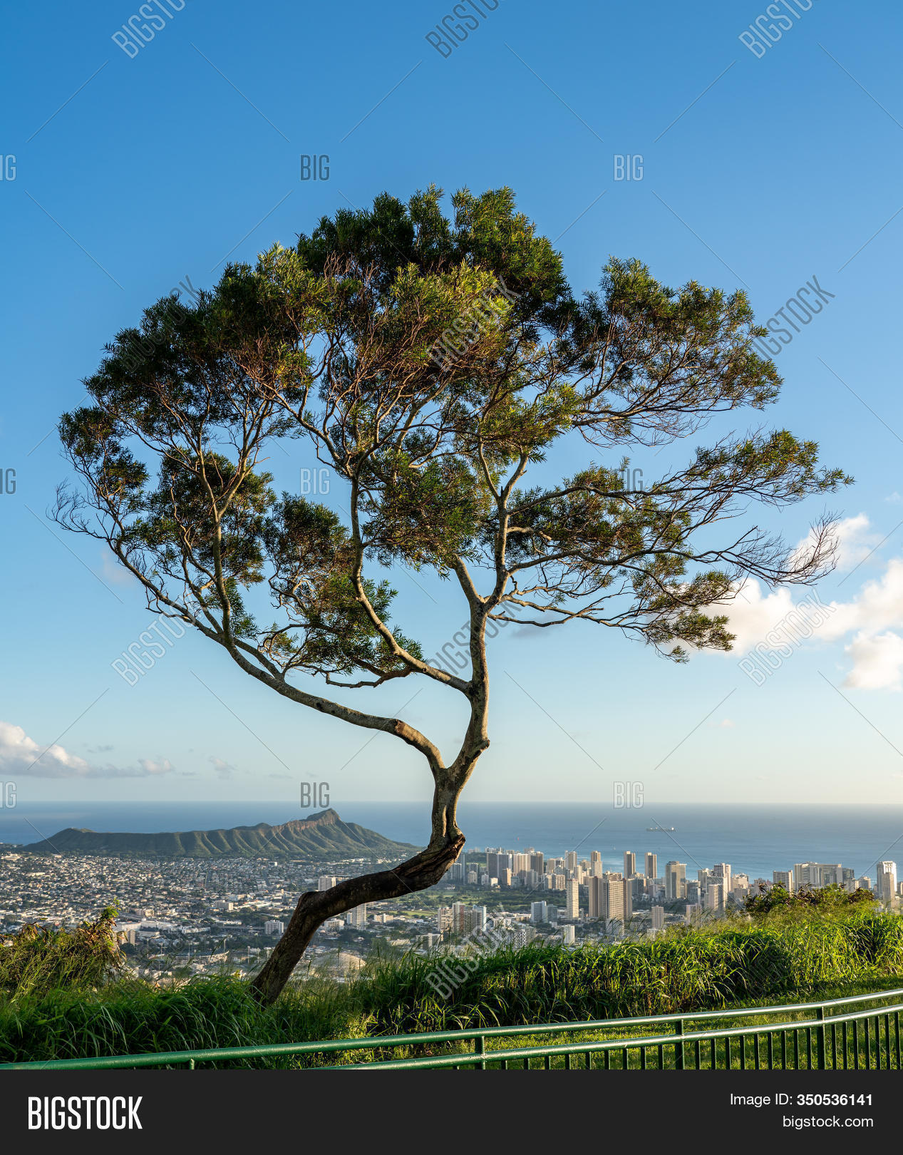 Trees Frame Panorama Image & Photo (Free Trial) | Bigstock
