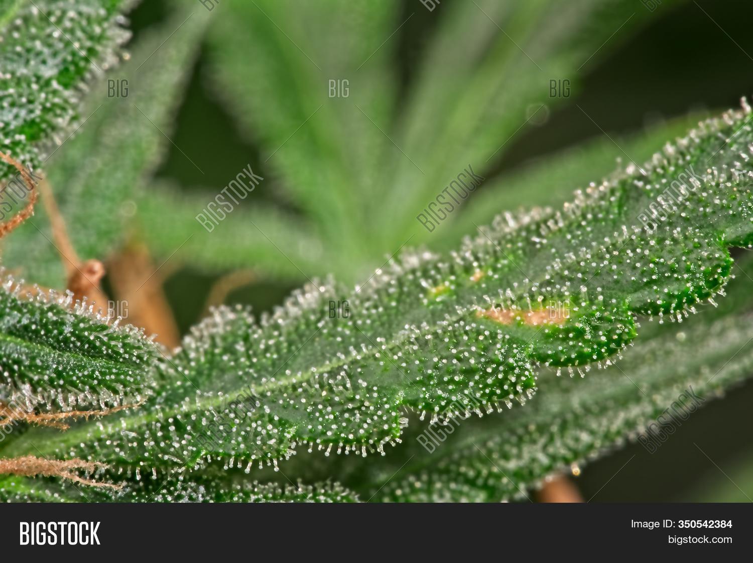 Close Trichomes On Image & Photo (Free Trial) | Bigstock