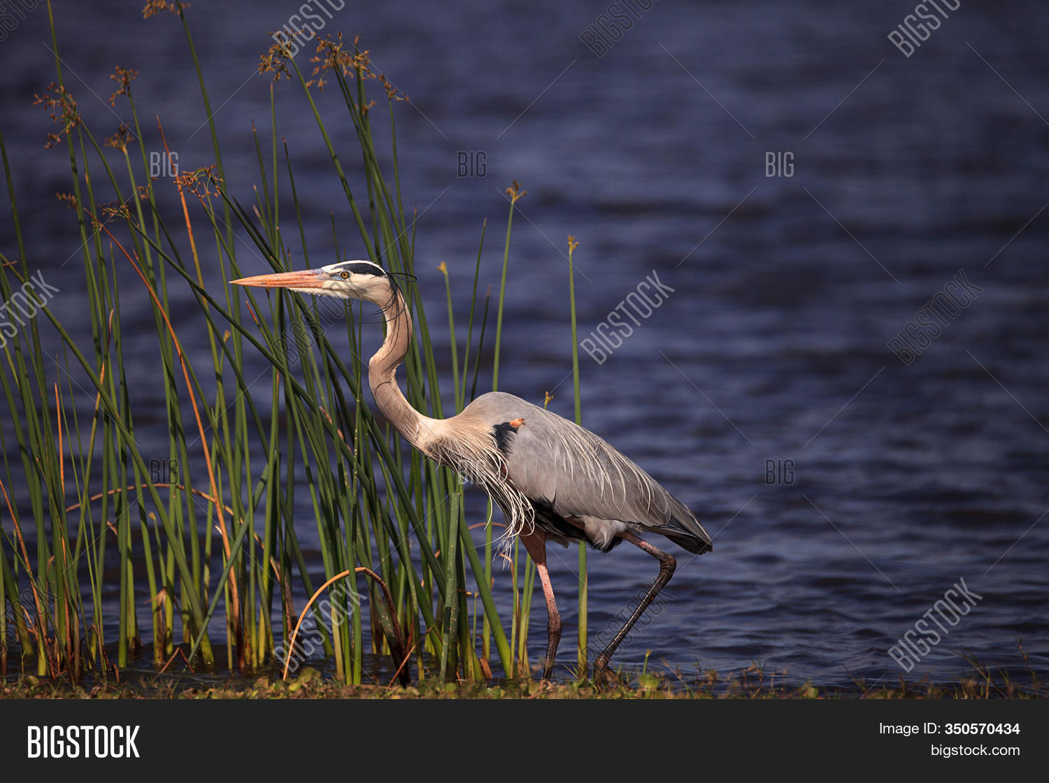 Large Wading Great Image & Photo (Free Trial) | Bigstock