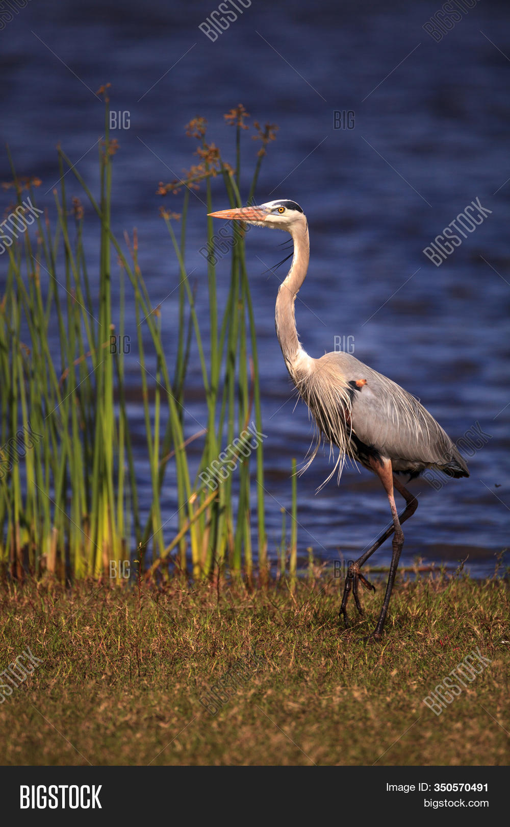 Large Wading Great Image & Photo (Free Trial) | Bigstock