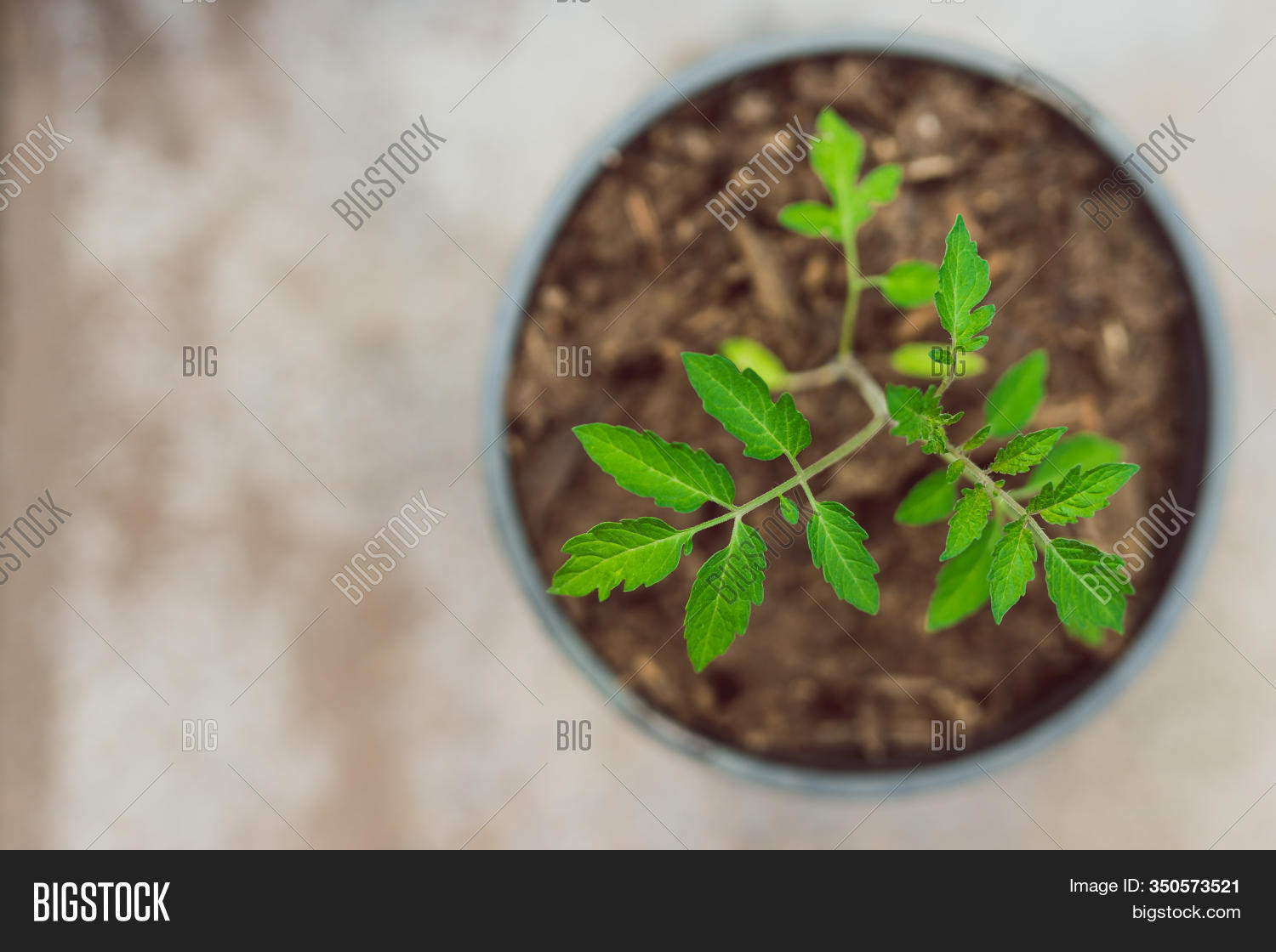 Close- Small Tomato Image & Photo (Free Trial) | Bigstock