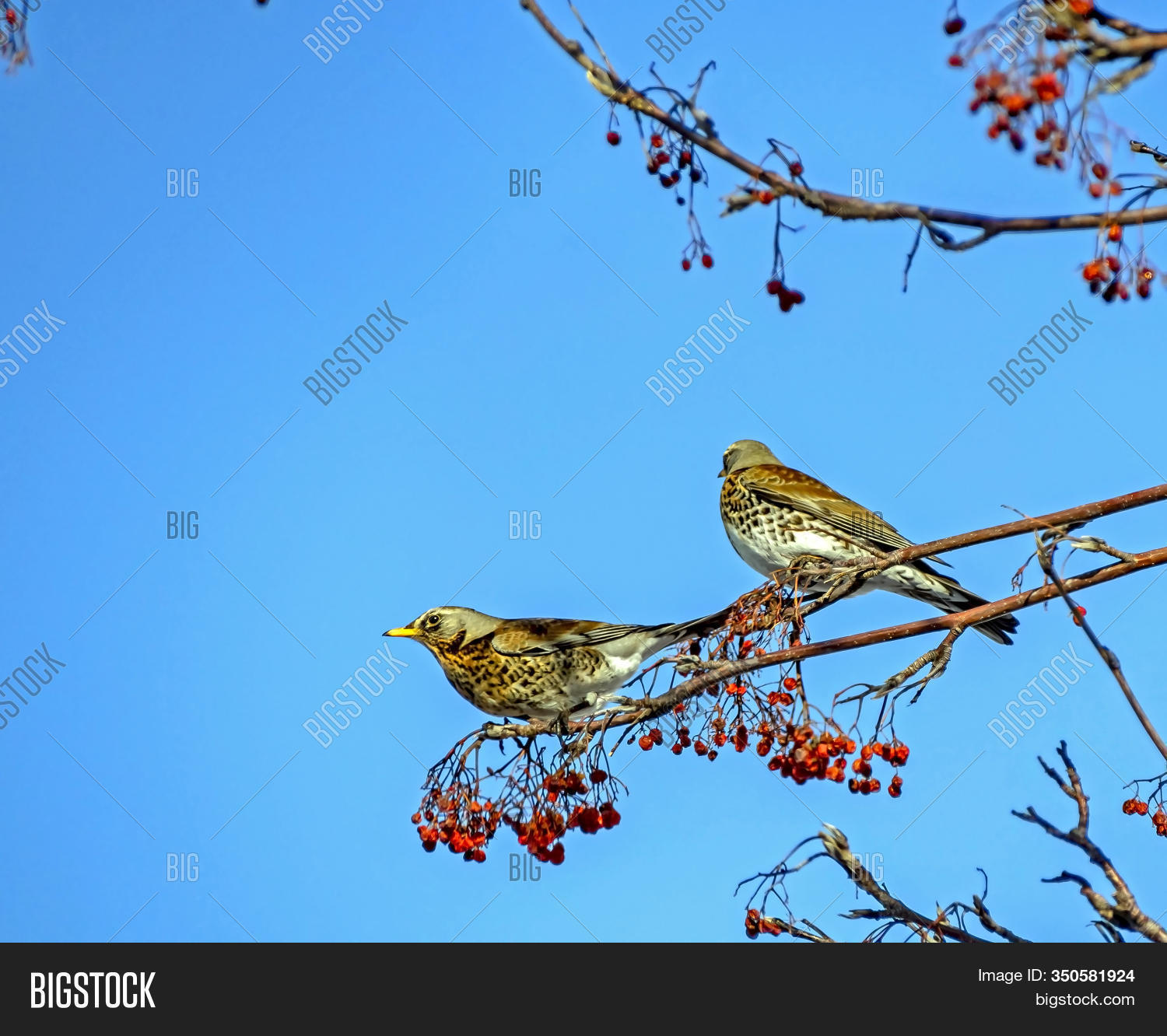 Rowan Thrushes, Birds Image & Photo (Free Trial) | Bigstock