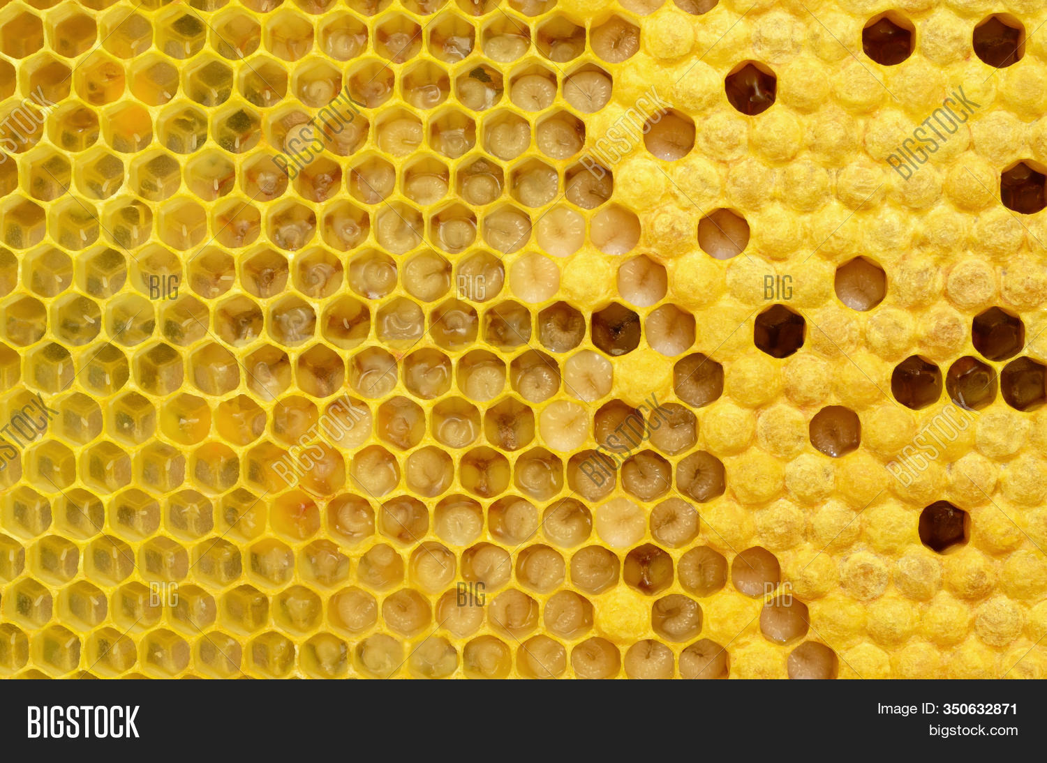 Bees Broods. How Bees Image & Photo (Free Trial) | Bigstock