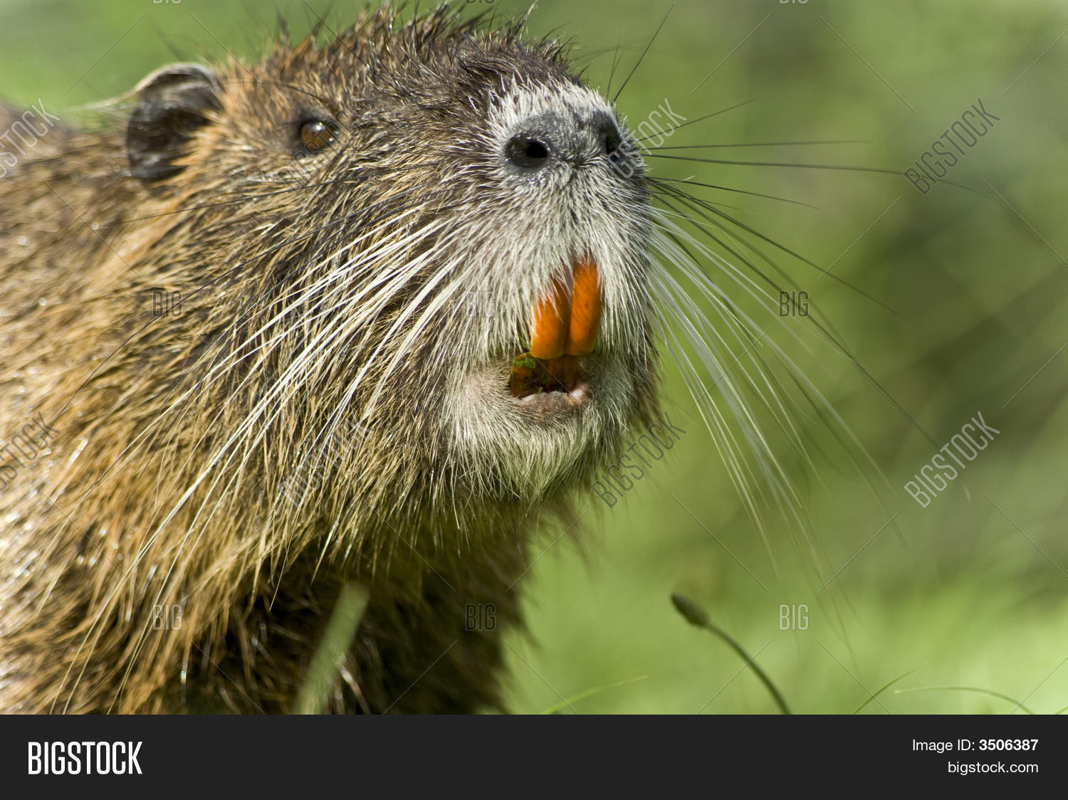 Nutria Image & Photo (Free Trial) | Bigstock