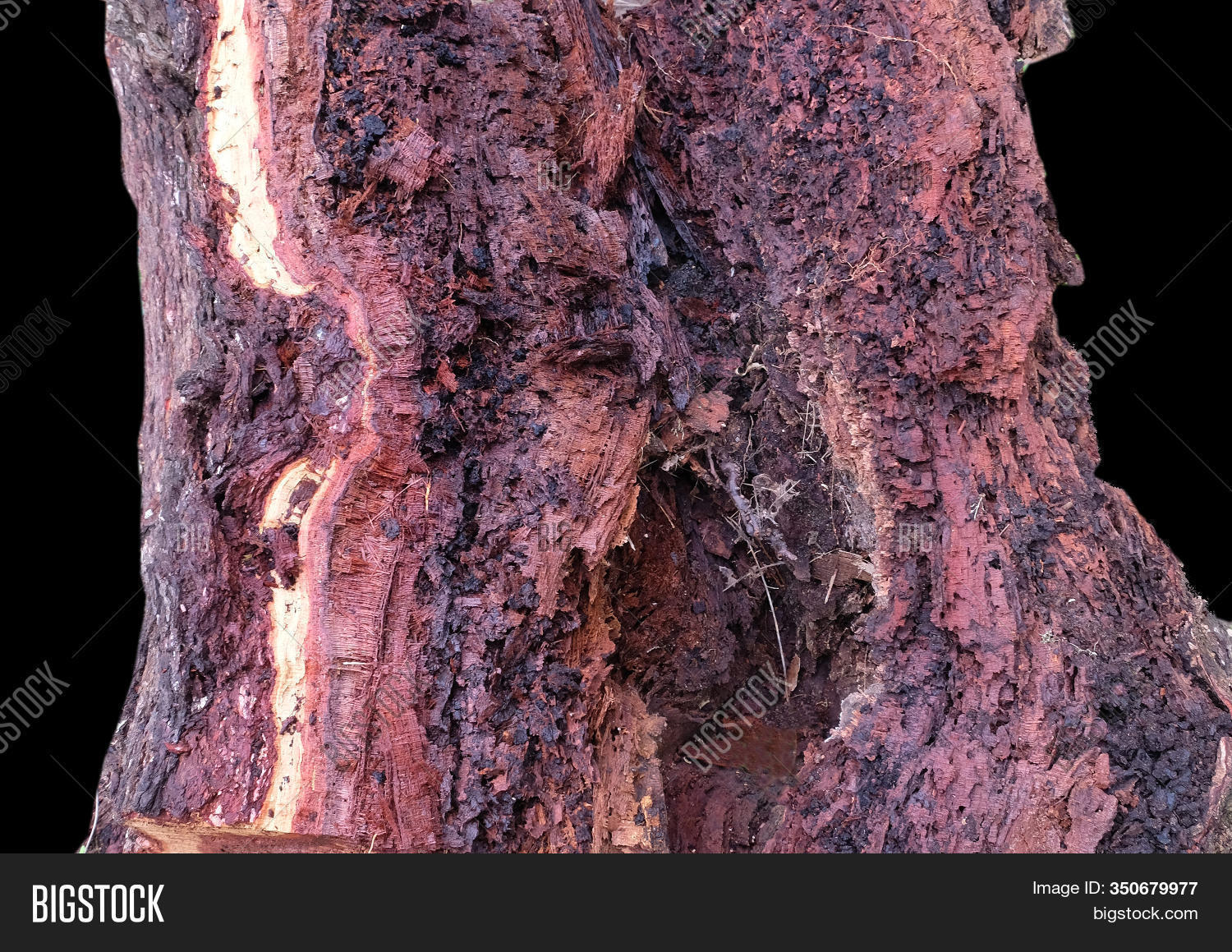 Fragment Tree Trunk Image & Photo (Free Trial) | Bigstock
