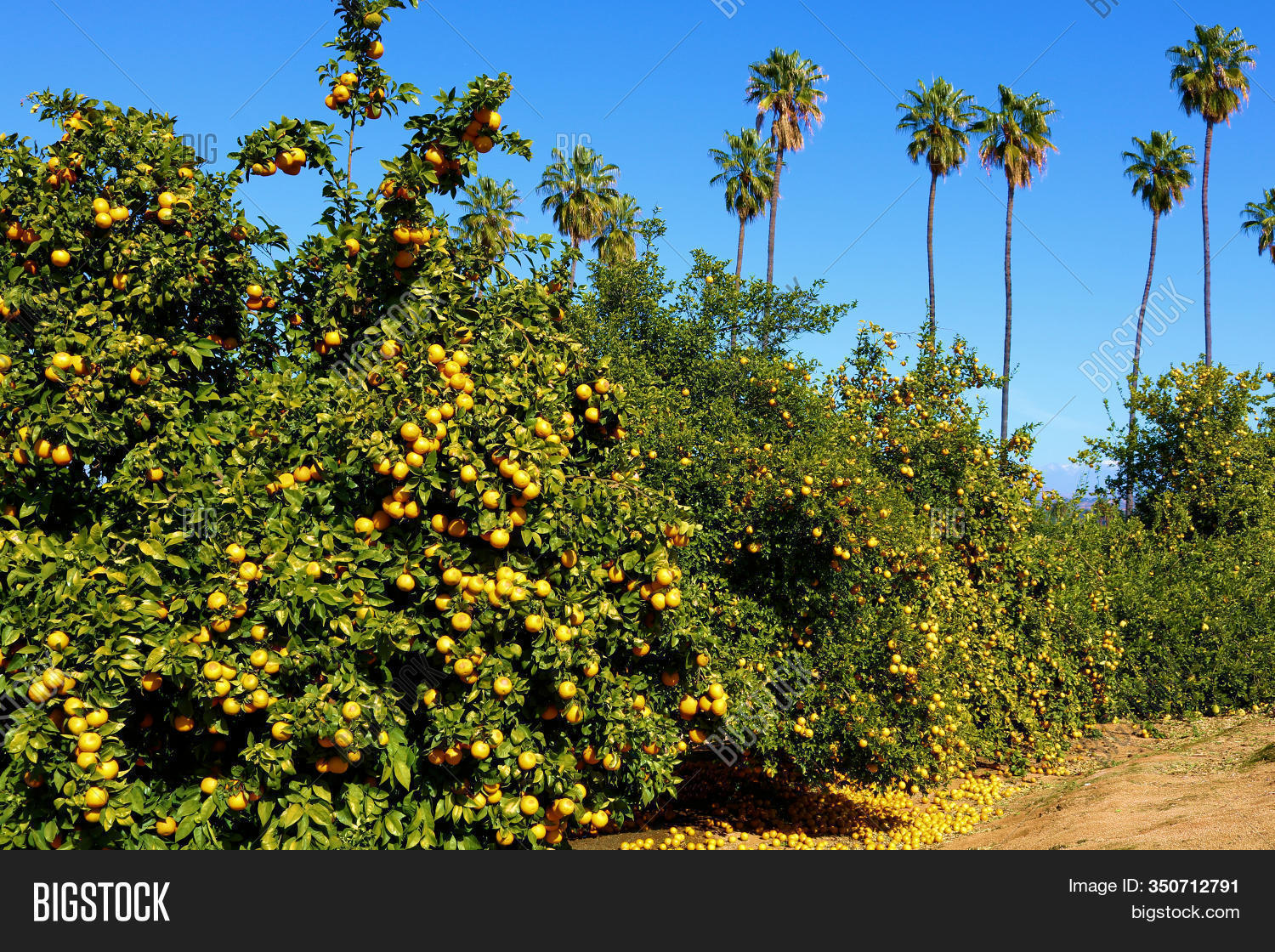 Mature Oranges On Image & Photo (Free Trial) | Bigstock