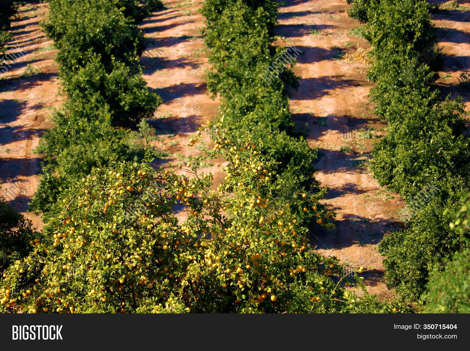 Citrus Orchard Image & Photo (Free Trial) | Bigstock