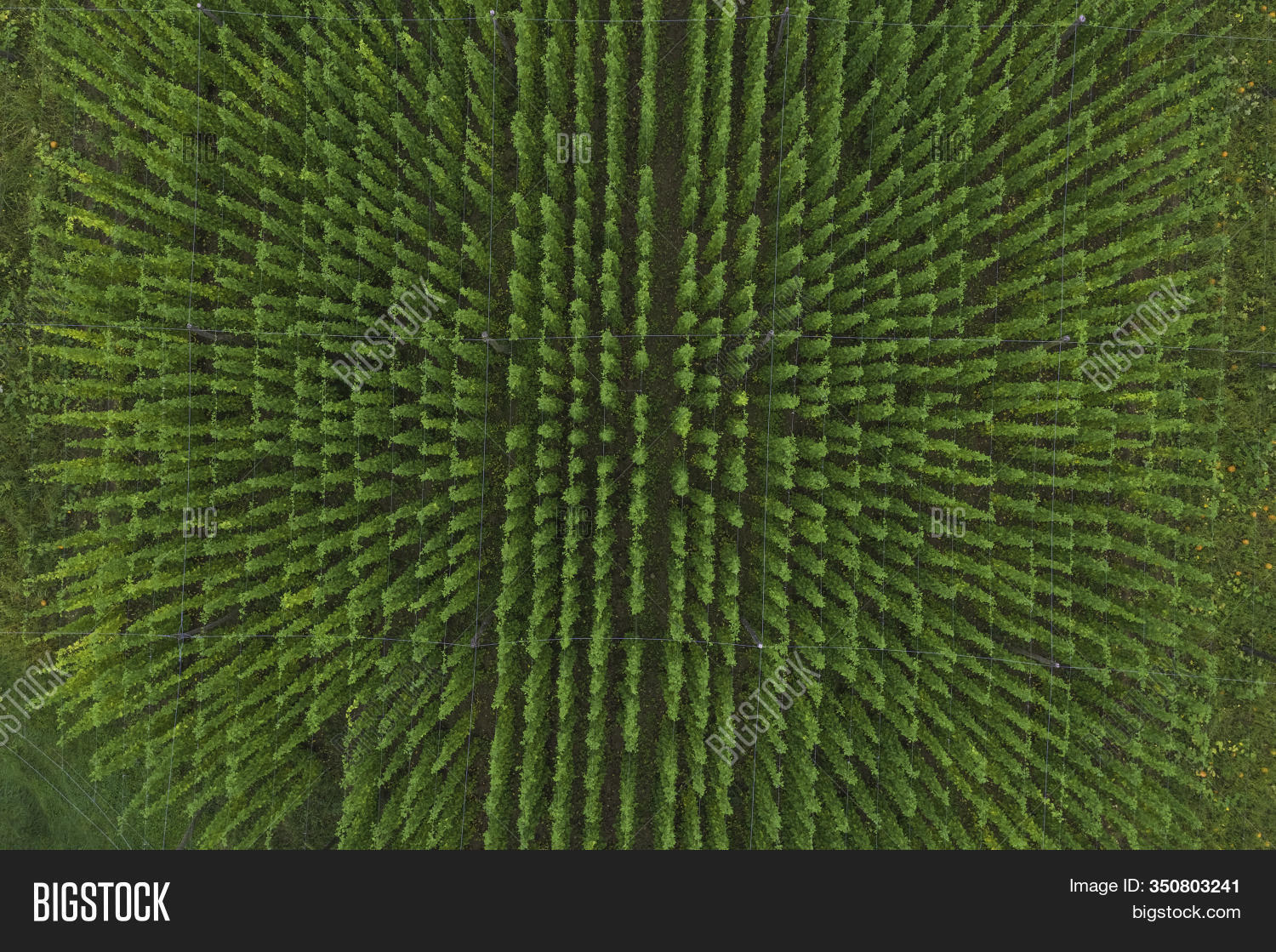 Hops Field Above. Image & Photo (Free Trial) | Bigstock