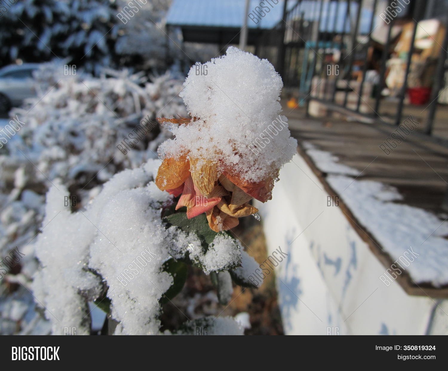 Winter Rose After Image & Photo (Free Trial) | Bigstock