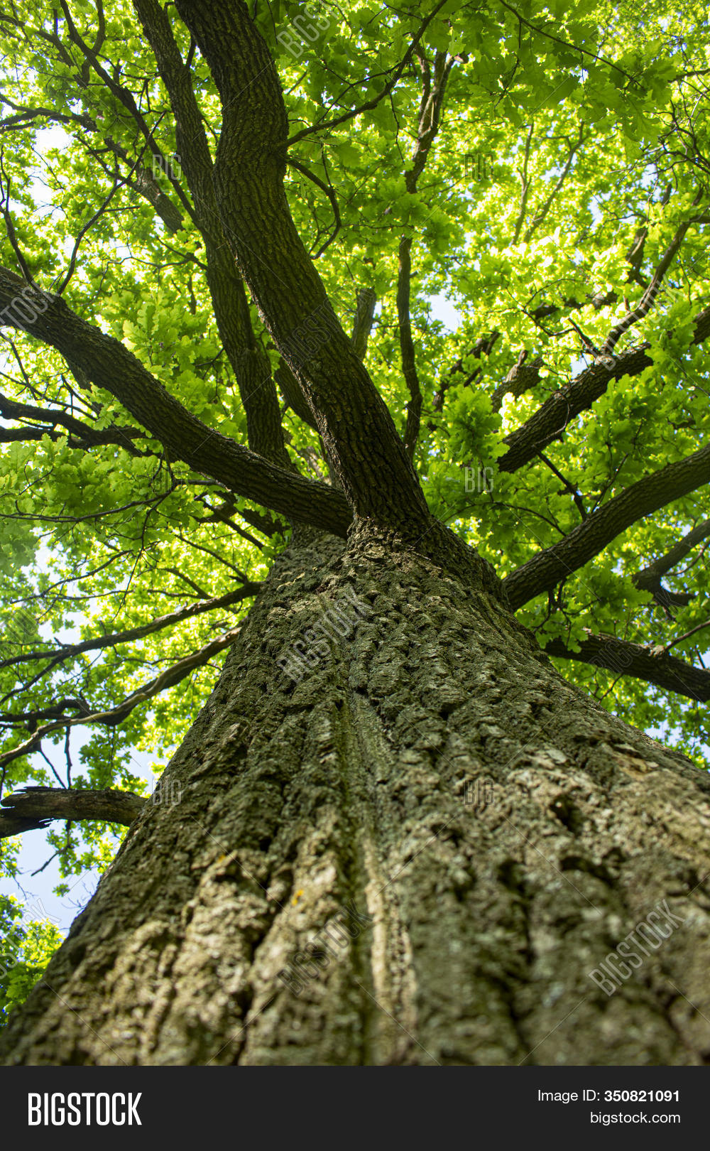 Spreading Oak Image & Photo (Free Trial) | Bigstock