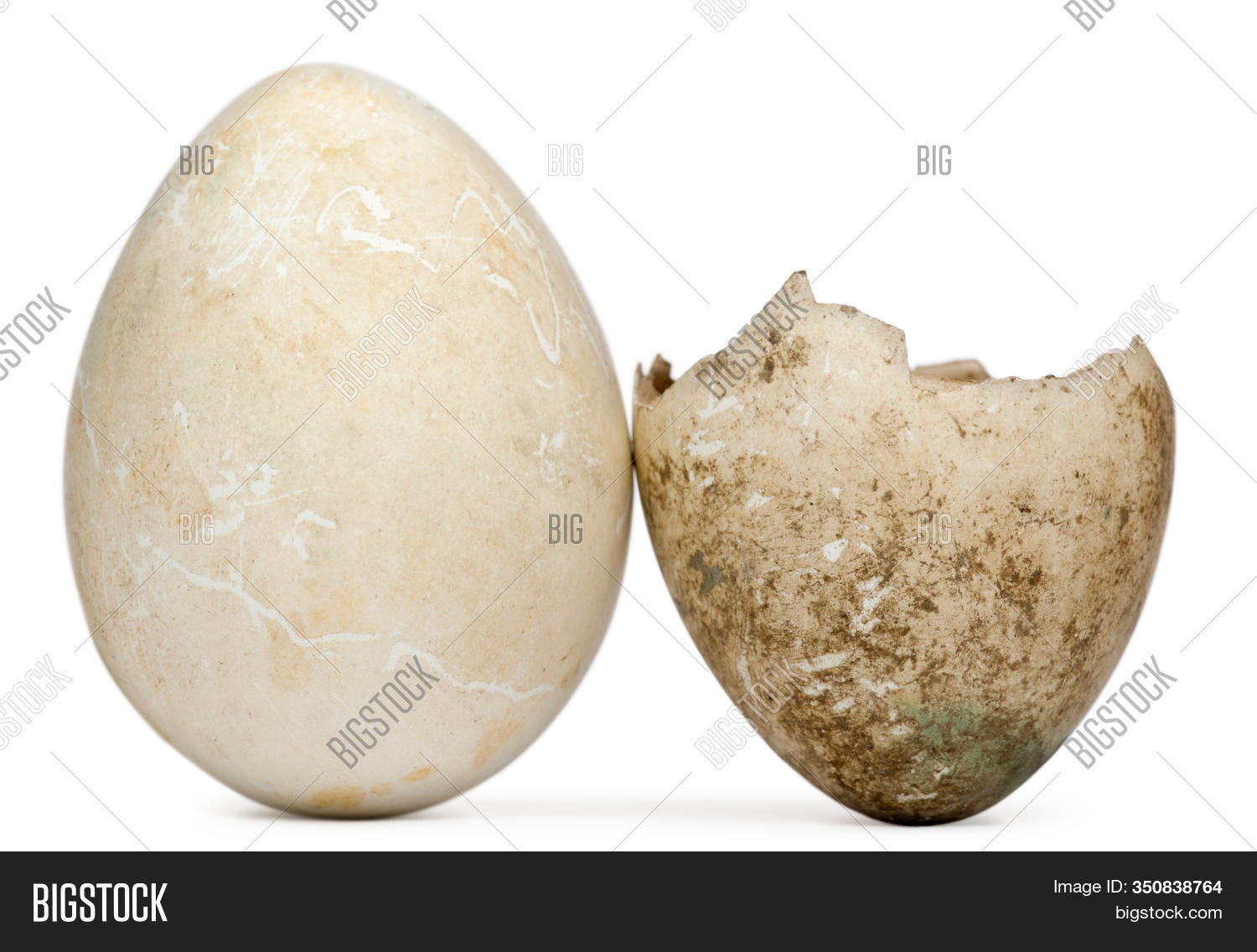 Hatched Unhatched Egg Image & Photo (Free Trial) | Bigstock