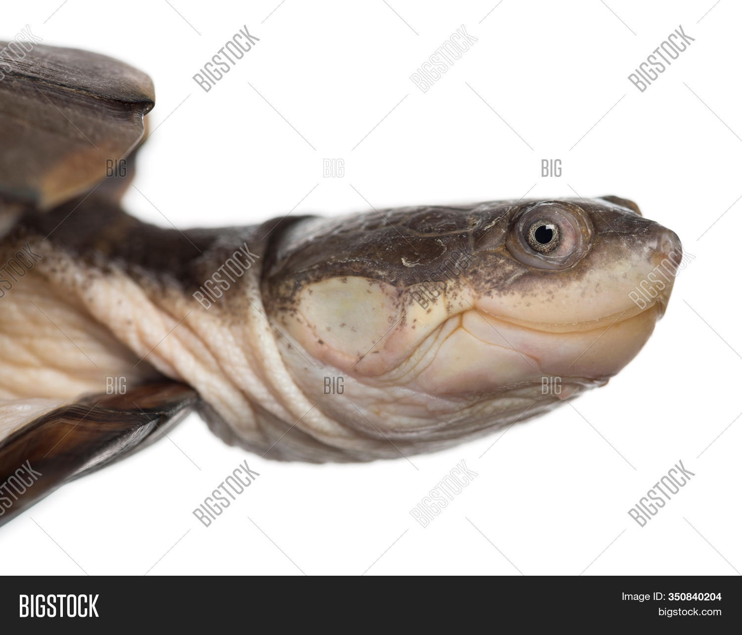 Close- African Image & Photo (Free Trial) | Bigstock