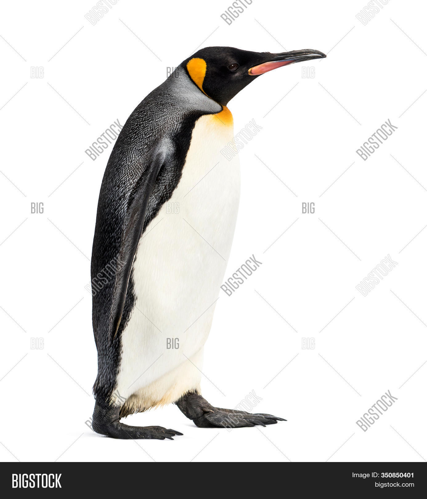 Side View King Penguin Image & Photo (Free Trial) | Bigstock