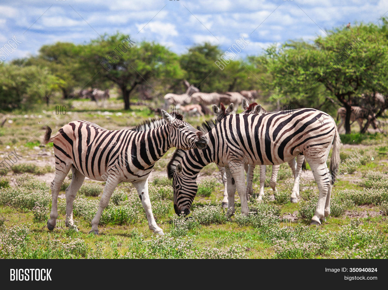 Wild Zebras Green Image & Photo (Free Trial) | Bigstock