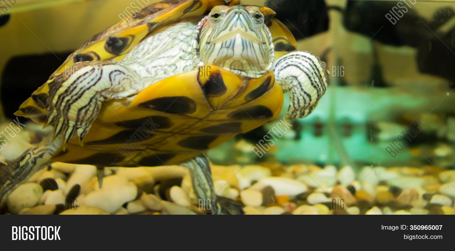 Happy Cute Sea Turtle Image & Photo (Free Trial) | Bigstock