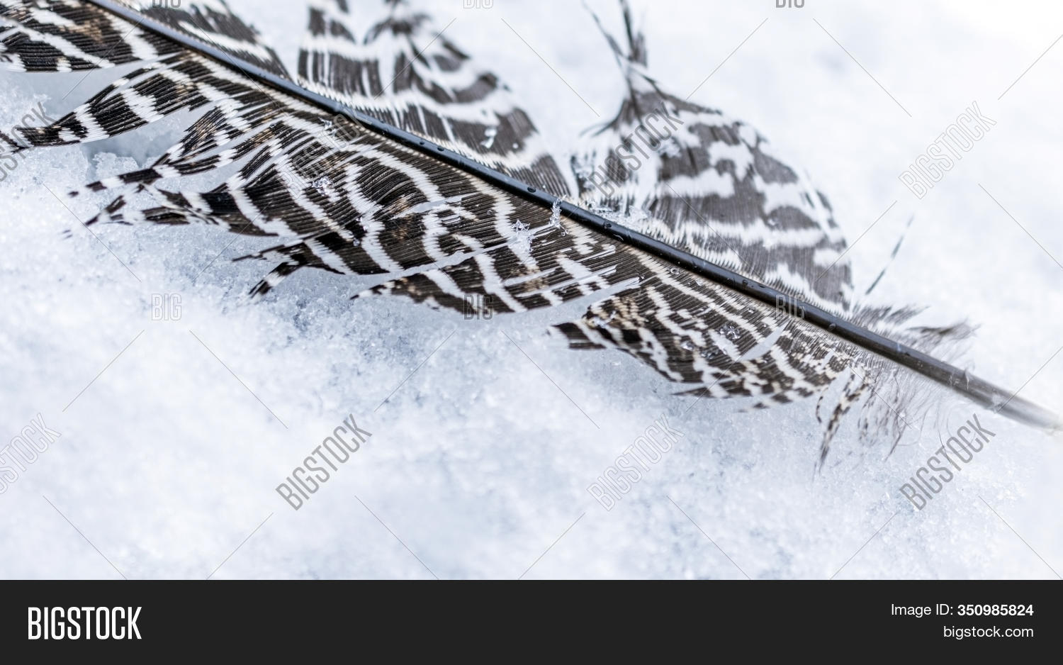 Close Feather Lying On Image & Photo (Free Trial) | Bigstock