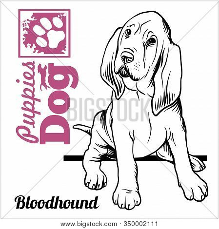 Bloodhound Images, Illustrations & Vectors (Free) - Bigstock