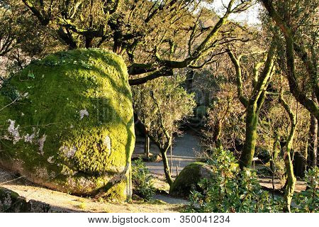 Beautiful Leafy Forest Image & Photo (Free Trial) | Bigstock