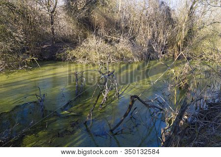 Early Spring Swamp. Image & Photo (Free Trial) | Bigstock