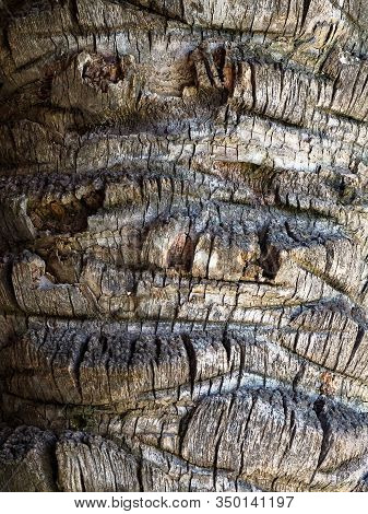 Grungy Bark Texture Image & Photo (Free Trial) | Bigstock