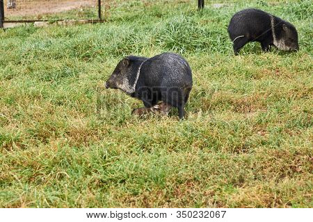Black Chinese Pig Image & Photo (Free Trial) | Bigstock