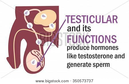 Testicles Testes . Vector & Photo (Free Trial) | Bigstock