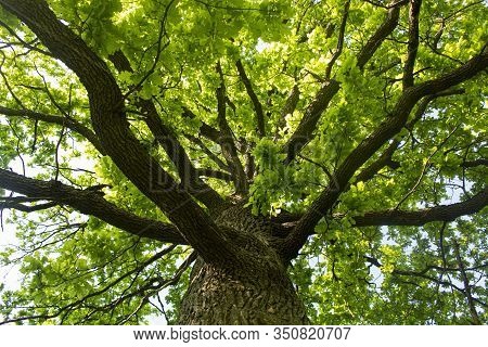 Spreading Oak Image & Photo (Free Trial) | Bigstock