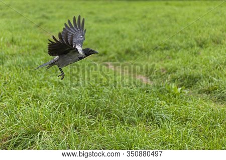 Crow Flight Above Image & Photo (Free Trial) | Bigstock